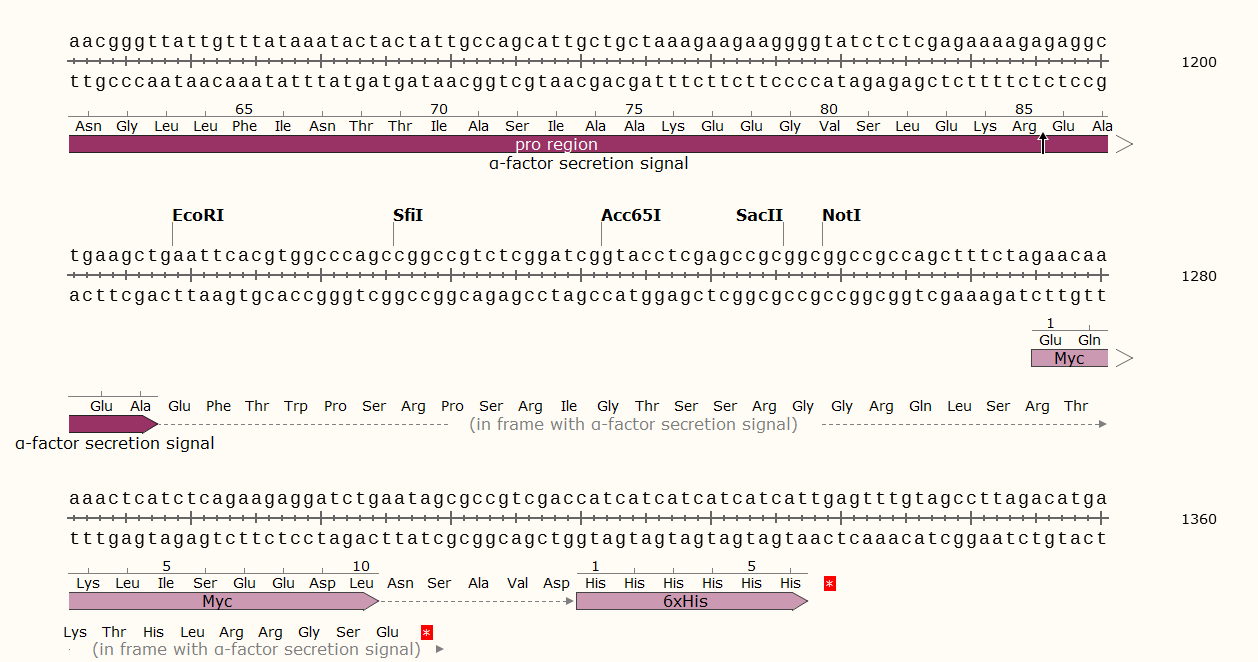 pPICZαA-北京华越洋生物