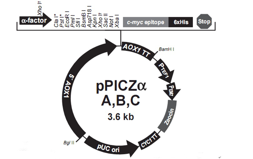 pPICZαB-北京华越洋生物