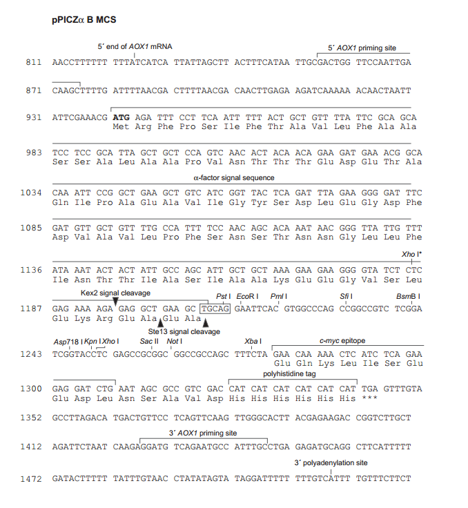 pPICZαB-北京华越洋生物