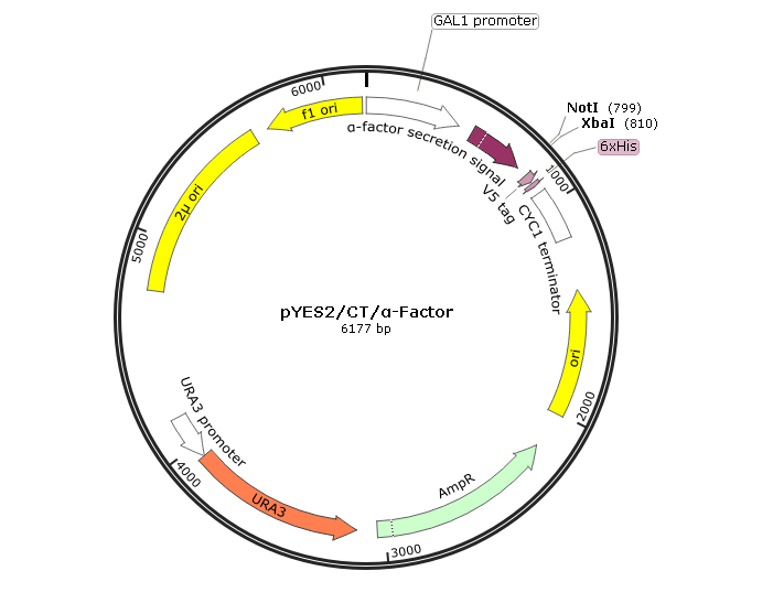 pYES2/CT/α-Factor-北京华越洋生物