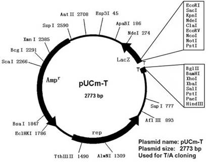 pUCm-T载体-北京华越洋生物