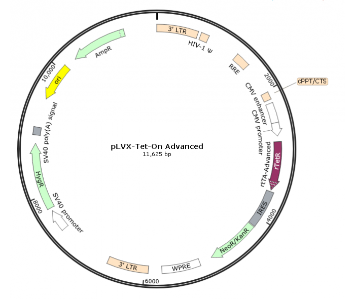 北京华越洋生物—标准品，质粒载体，菌株，感受态细胞，基因，细胞株